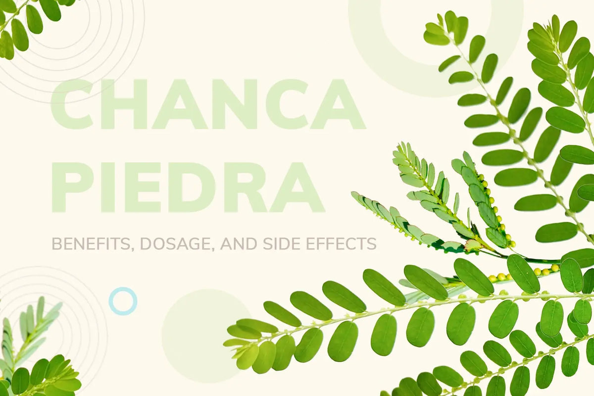 Chanca Piedra (Phyllanthus Niruri): Benefits, Dosage, and Side Effects – HerbEra