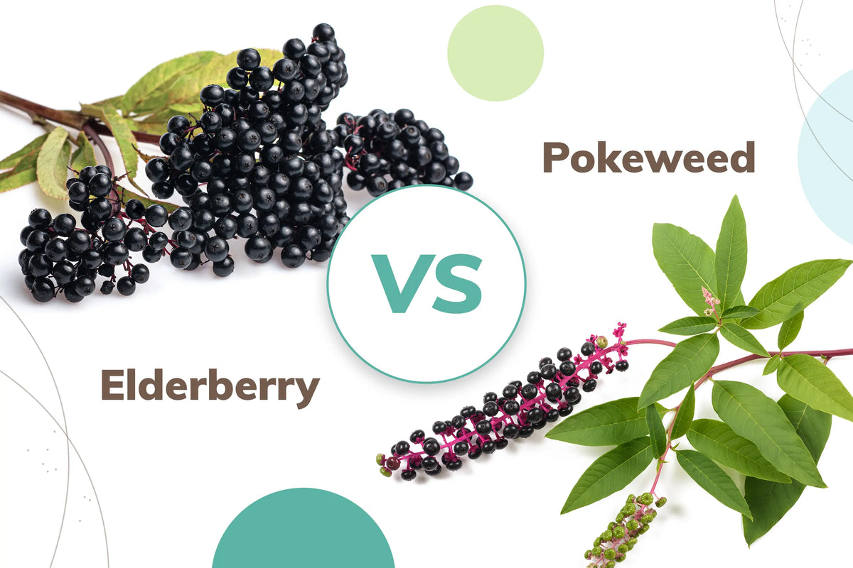 Pokeweed Vs. Elderberry: Learning the Differences that are Essential – HerbEra