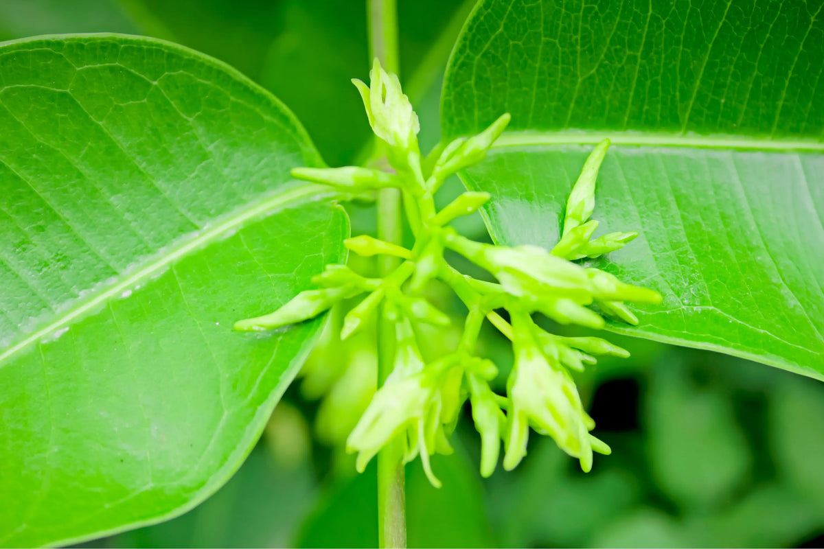 Exploring the Potential Benefits of Cryptolepis: A Natural Supplement ...