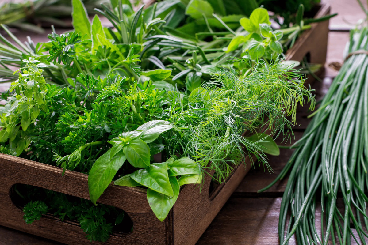 Stay Strong: Herbs High in - HerbEra Stay Strong: Herbs High in