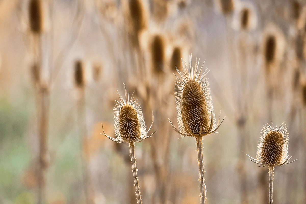 Teasel Benefits: Natural Support for Your Body - HerbEra Teasel