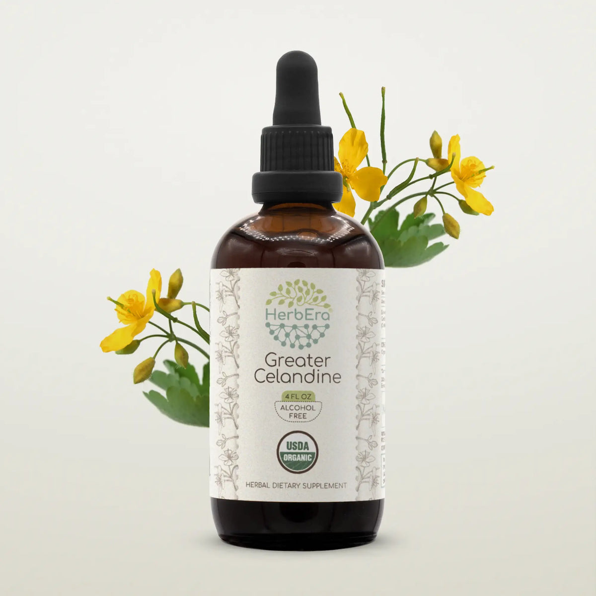 Greater Celandine Tincture – Supports Digestive Wellness – HerbEra